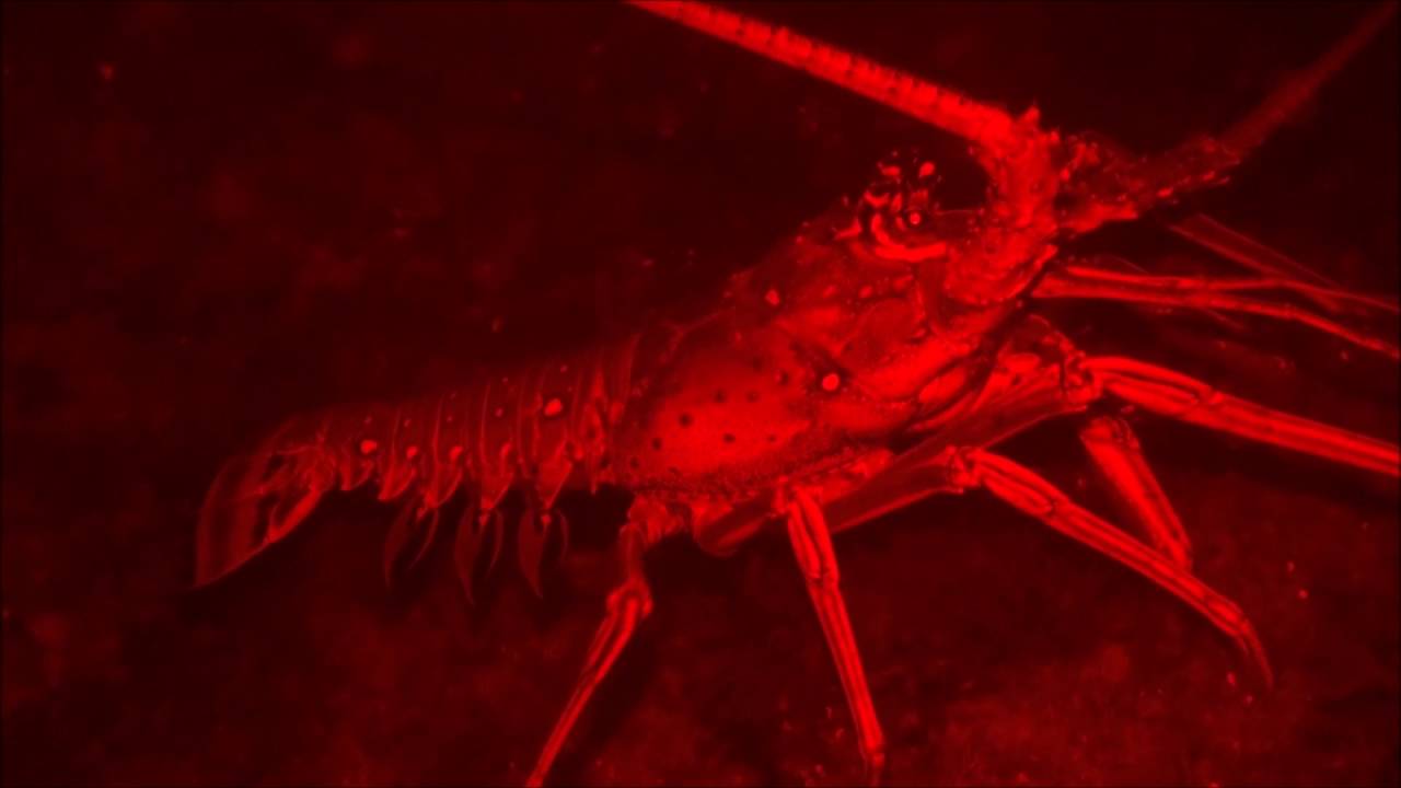 Red Light Night Dive Treasure Coast 2016 - YouTube