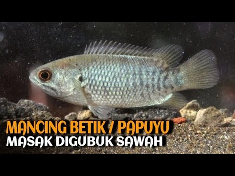Betok SUMATERA Masak Digubuk Persawahan