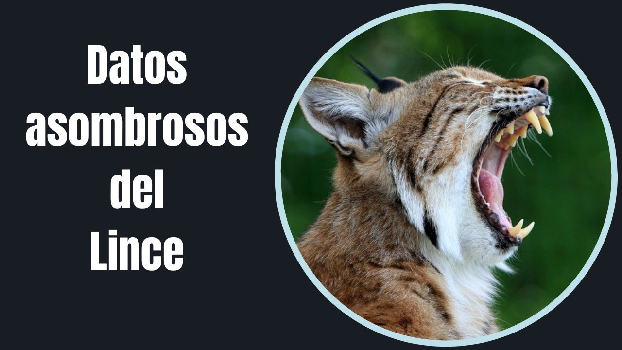 Datos asombrosos del Lince. - YouTube