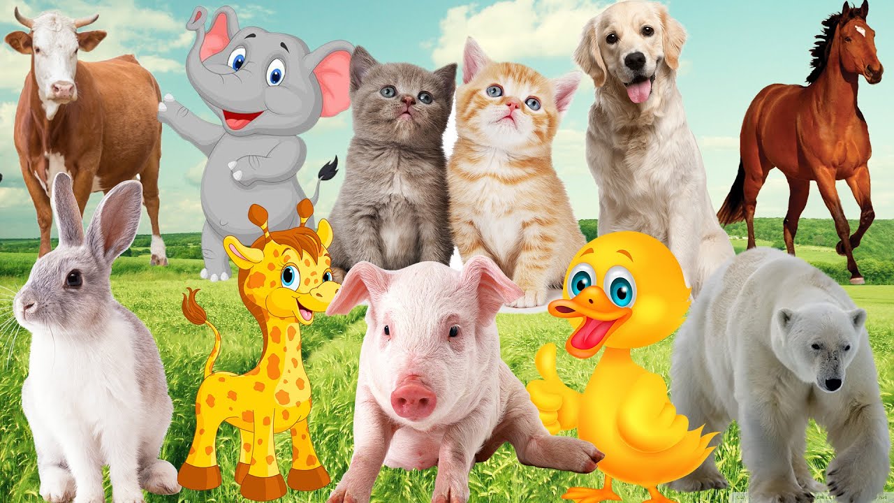 100 Cute, mischievous animals, monkeys, dogs, pigs, chickens, ducks ...