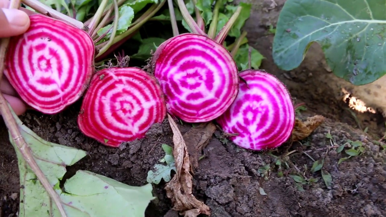 Beetroot Chioggia | A Beautiful beetroot variety - YouTube
