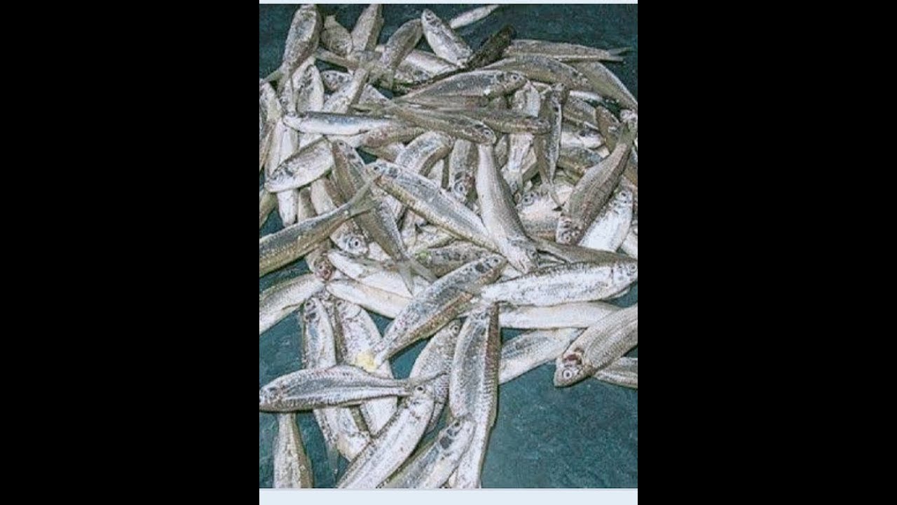 Boroli macher/fish chacchari..made by my Mom.nykaaripta - YouTube