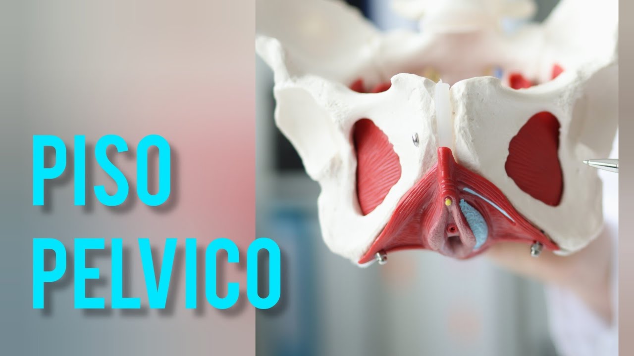 Piso Pélvico: conocerlo para mantenerlo saludable - YouTube