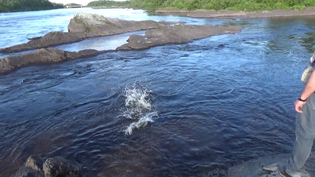 Exploits river salmon - YouTube
