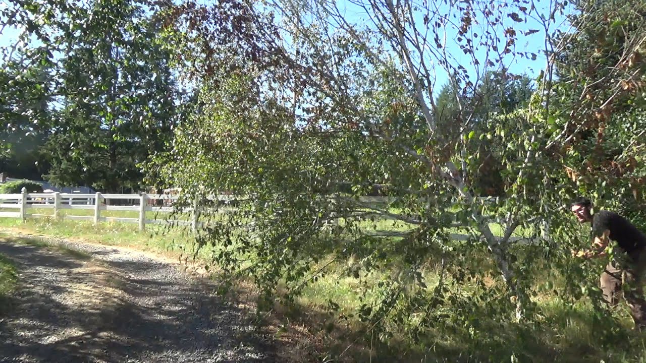 Chopping Down a Birch Tree and Removing the Stump With Restored Old ...