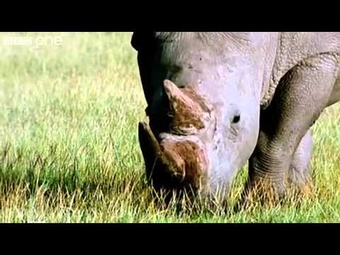 Funny Talking Animals Series 2 Episode 5 BBC One - YouTube