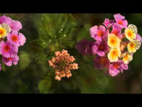 türkiyenin çiçekleri belgeseli 2