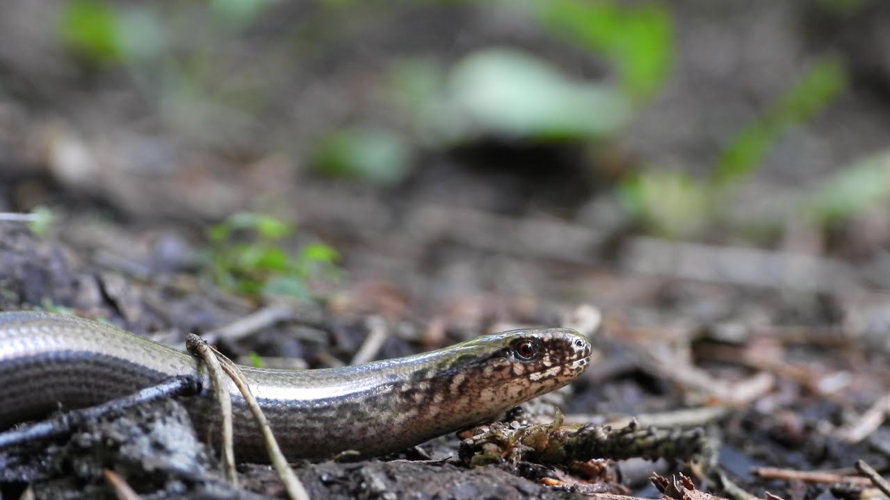 Glodene / Anguis fragilis / The slow worm - YouTube