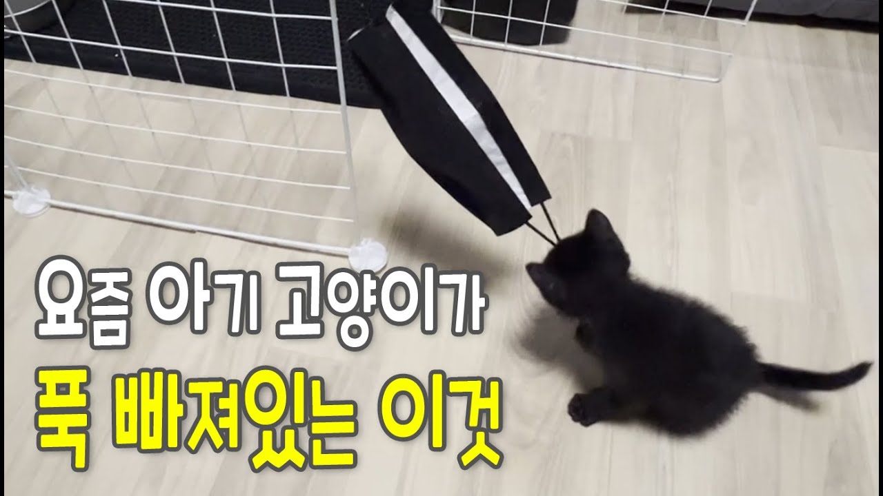 아기고양이 까망이가 푸욱 빠진 물건이 생겼다 Youtube