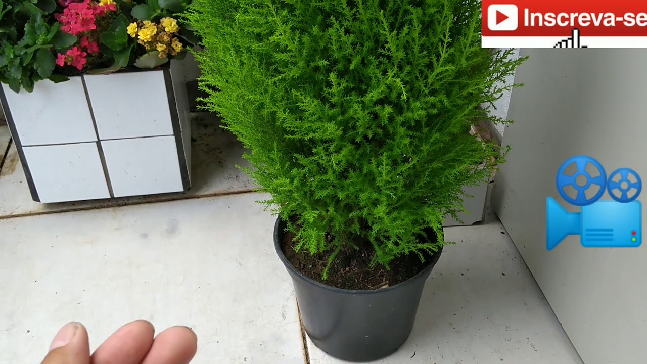 # Árvore de natal Como cuidar de tuia-limaõ ou pinheiro árvore de natal ...