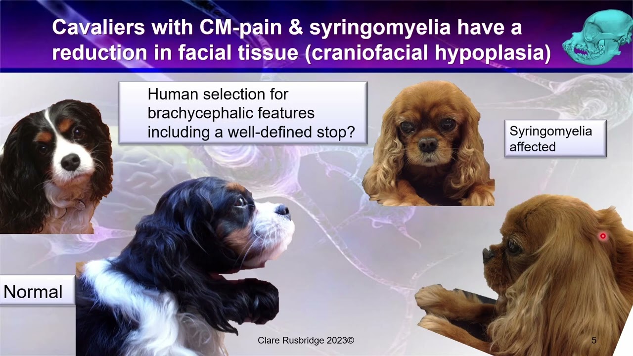 Syringomyelia In Dogs