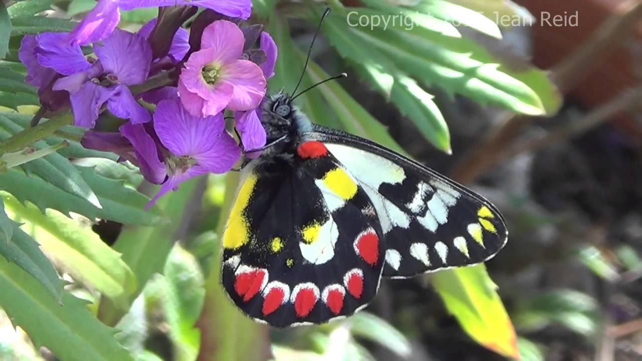 Red Spotted Jezebel Butterflies - YouTube