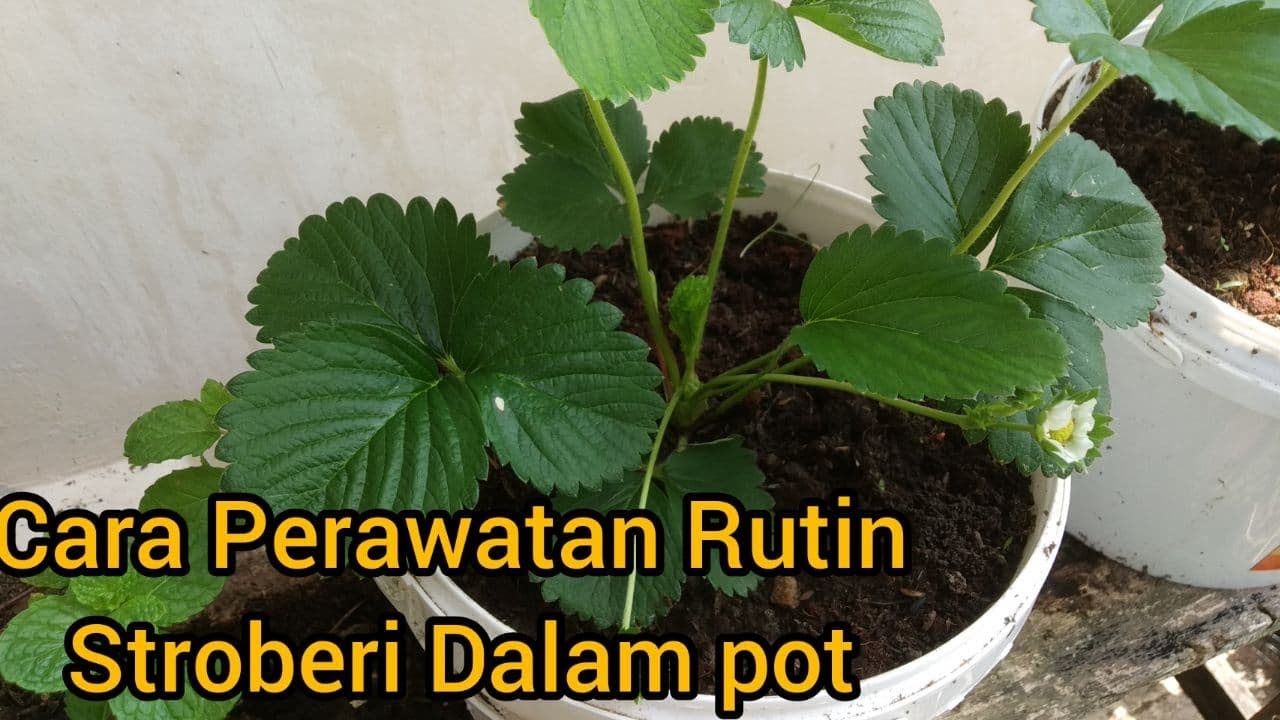Tips Cara Perawatan Rutin Tanaman Stroberi dalam Pot # ...