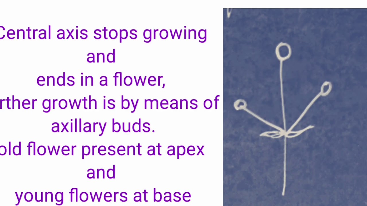 Cymose inflorescence/determinate growth - YouTube