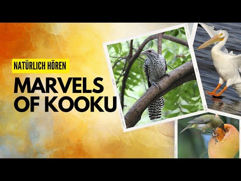 Cherry with kooku bird eating 4K ANIMALS MOMENTS - YouTube