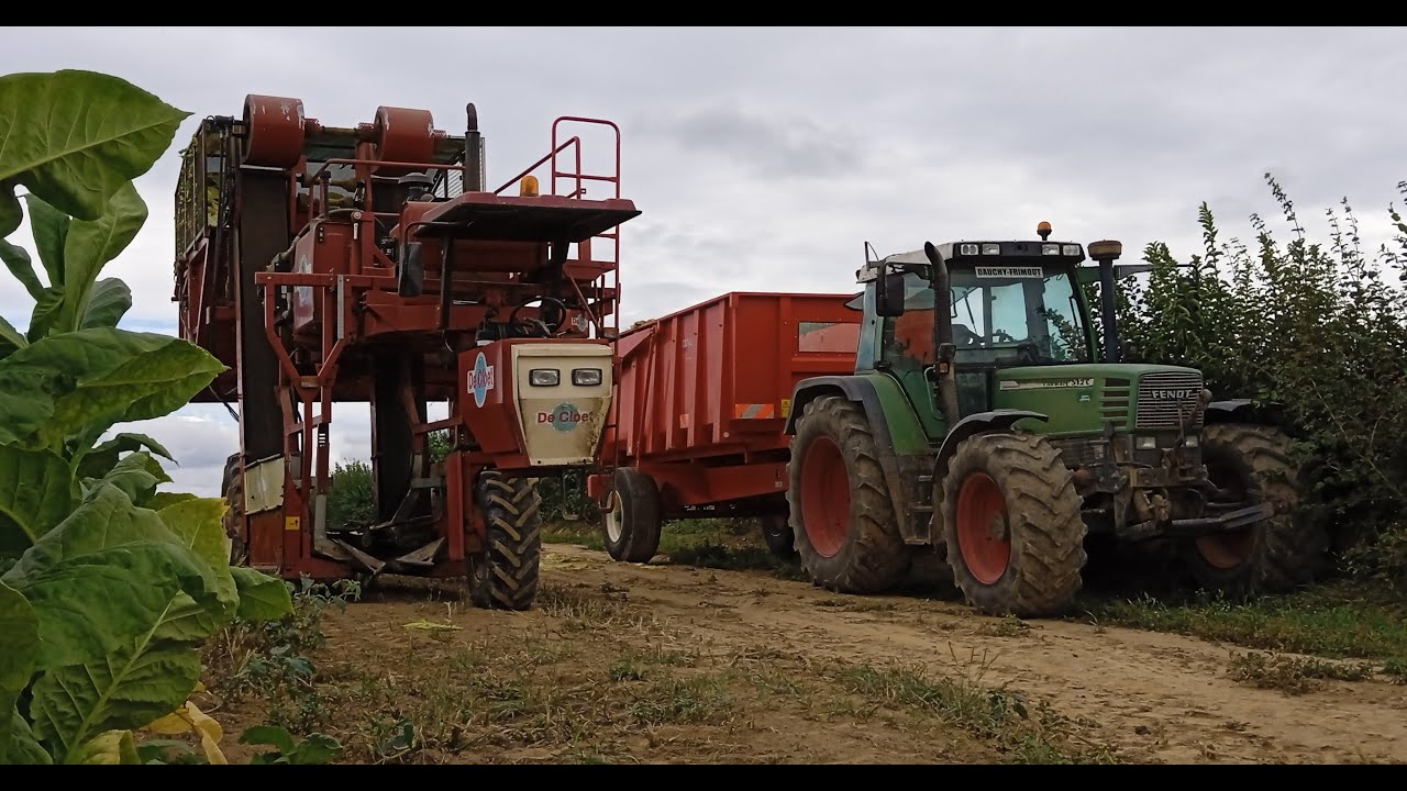 Début de la récolte du Tabac 2022 dans les Flandres - YouTube