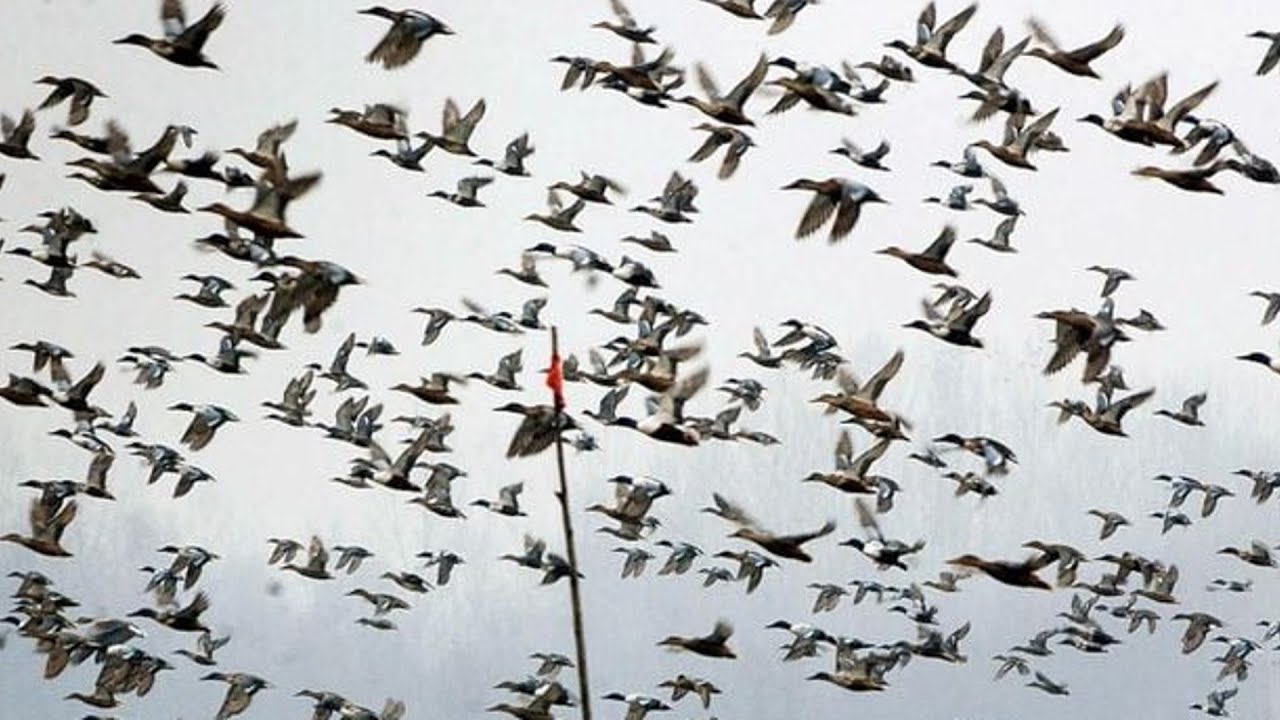 Unusual Incident: 1,000 Birds Fall from Sky, Activists' Nightmare - YouTube
