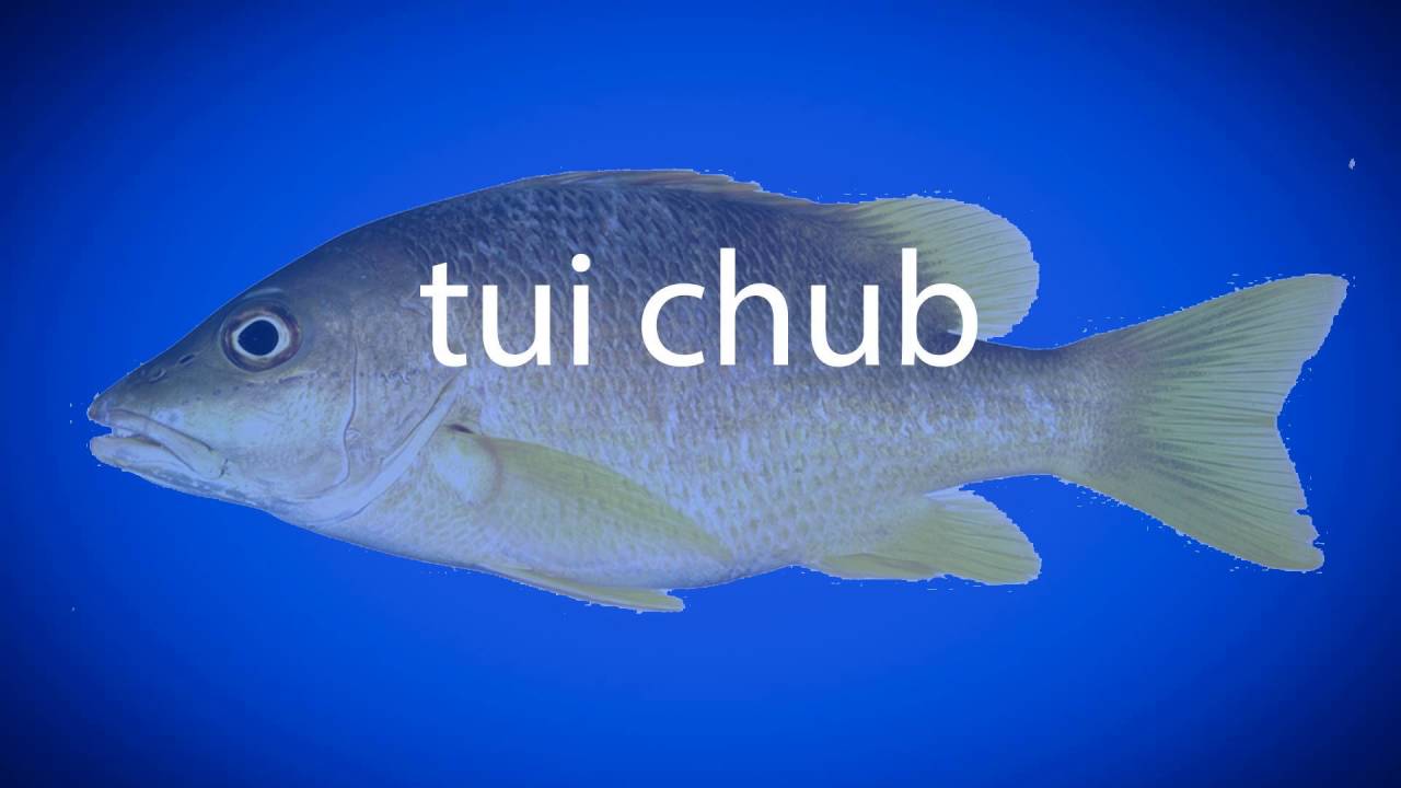 How to pronounce tui chub - YouTube