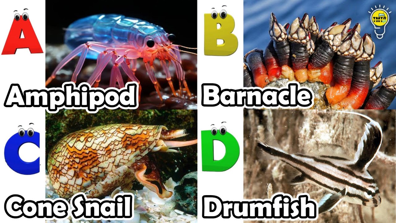 Amazing sea animals | ABC Sea Animals song | English and Animals for ...