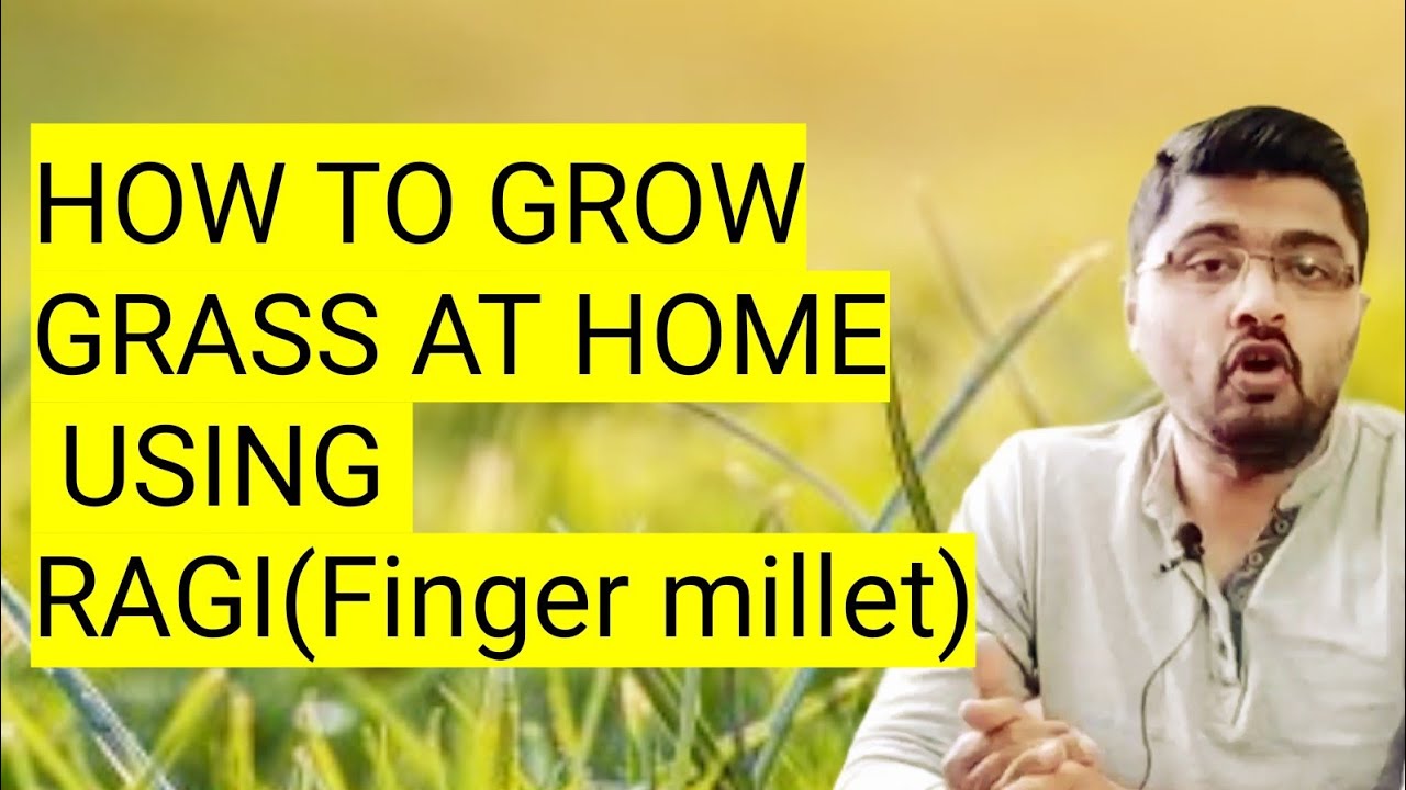 HOW TO GROW RAGI GRASS || GRASS AT HOME || FINGER MILLET GRASS - YouTube