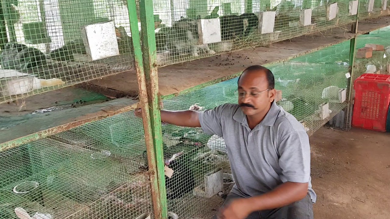 India's No. 1 Rabbit Framing Company.. - YouTube