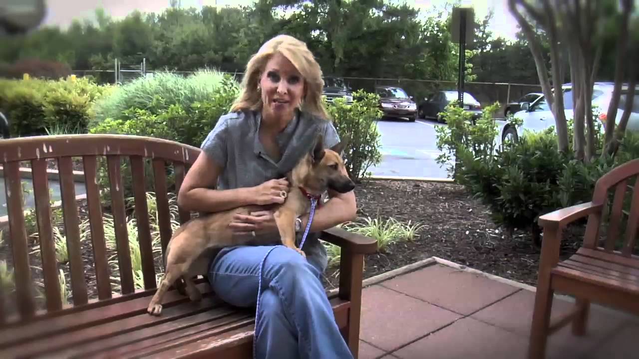 Pet Patrol Disaster Dogs. Heather Tesch. The Weather Channel. - YouTube