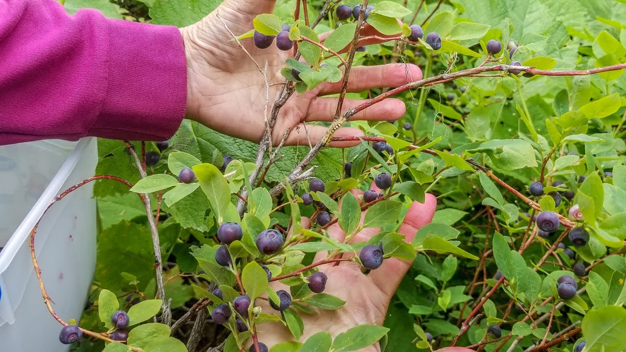 Huckleberry Picking: How To Pick Huckleberries Fast-Wild Thimbleberries ...