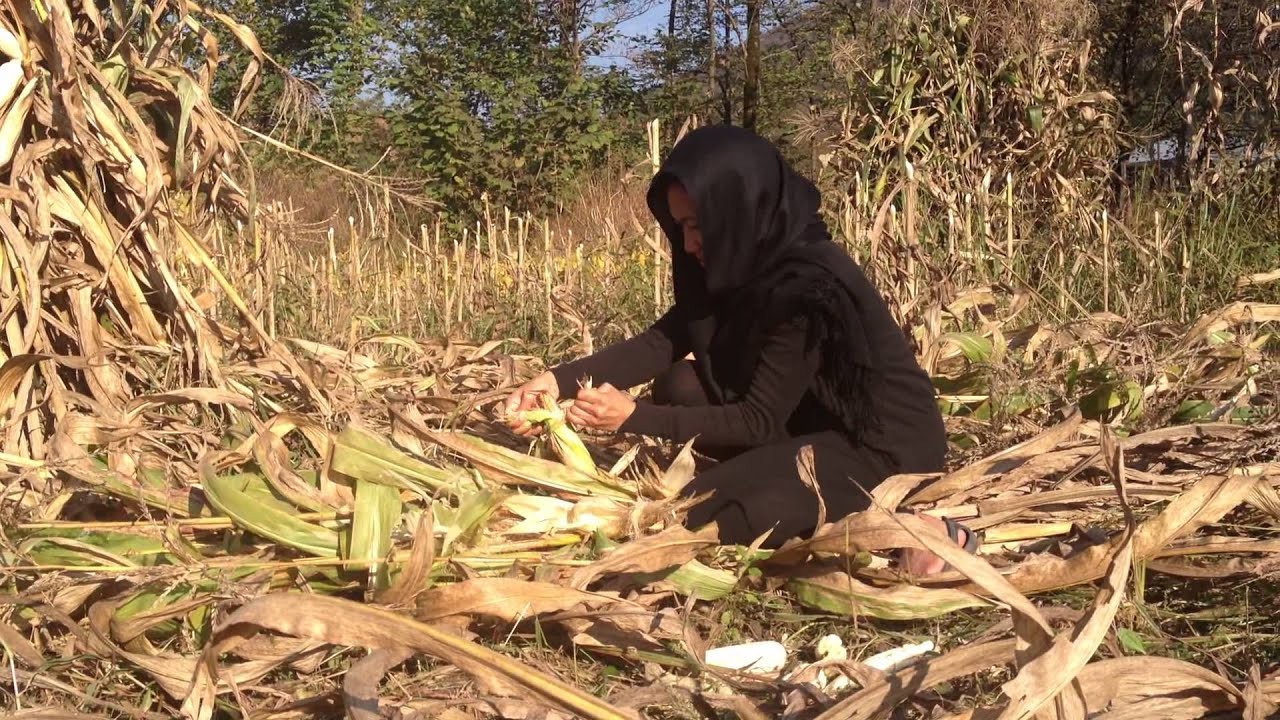 lady in the corn field - YouTube