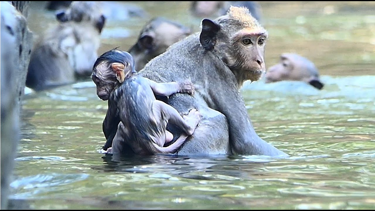Why Juliana Always Training Monkey Jasper With Swimming In The Pool ...