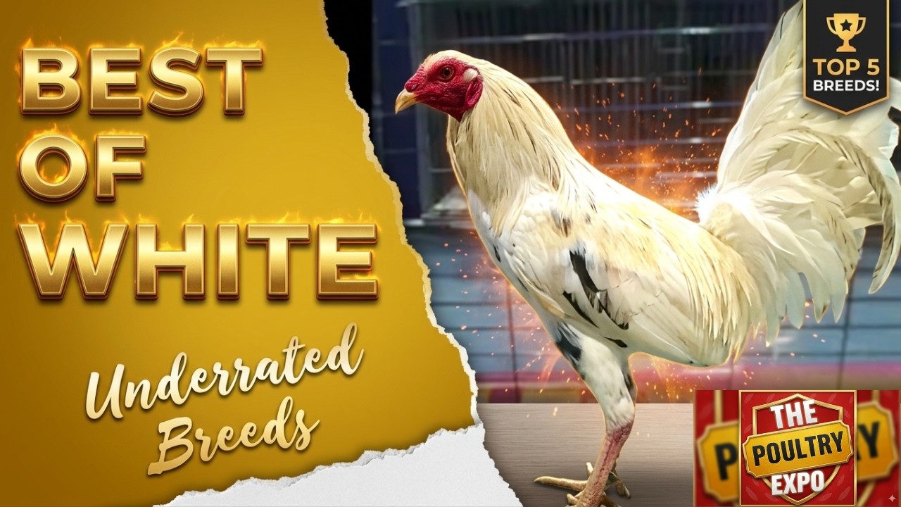 Best of White Fowl | White Rooster Collection | Poultry Expo - YouTube