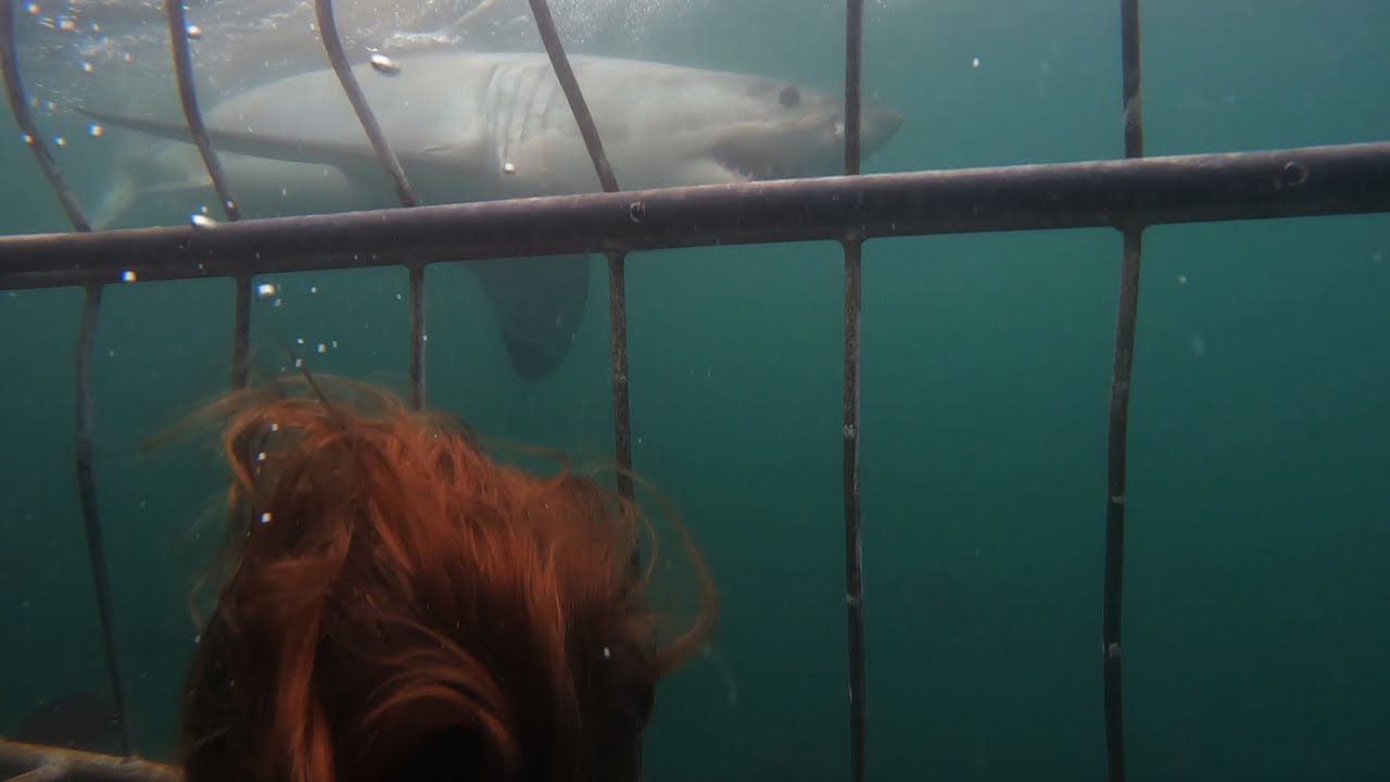 Tiff Taffs First Cage Dive, Great White Shark Days - YouTube