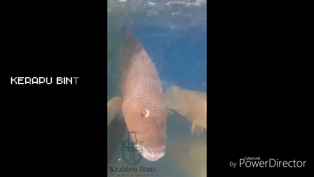 KERAPU LODI BINTANG HIDUP MURAH JAKARTA - TANGERANG [KRABBENHAUS] - YouTube