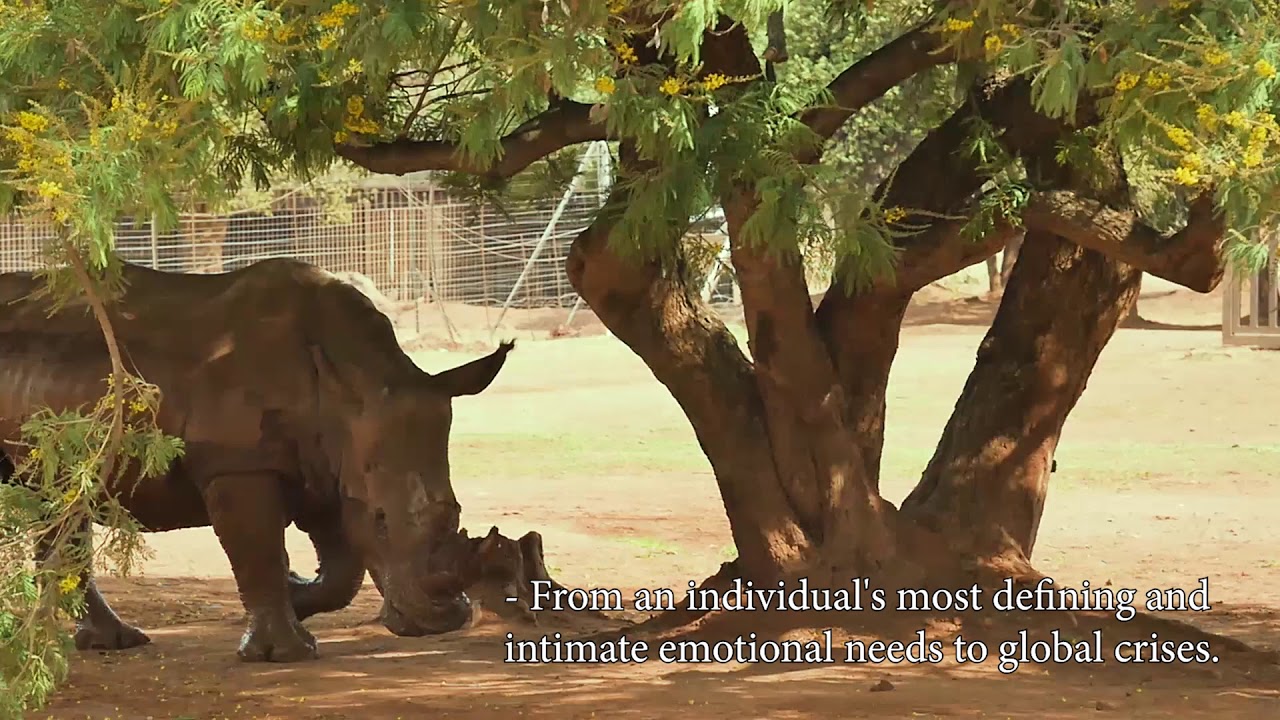 Meditating with Rhinos by Helena Kriel - YouTube