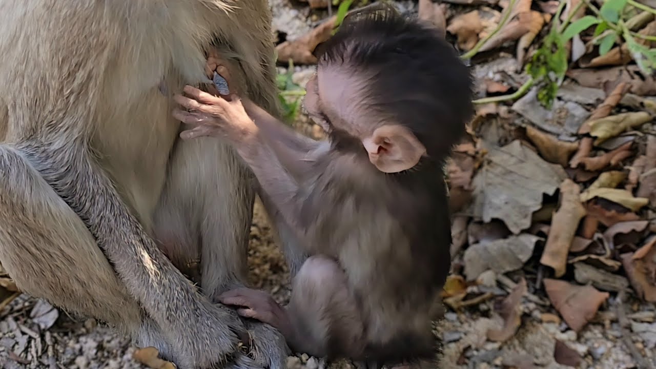 PEPE is a cute little monkey who is currently lacking toys. - YouTube