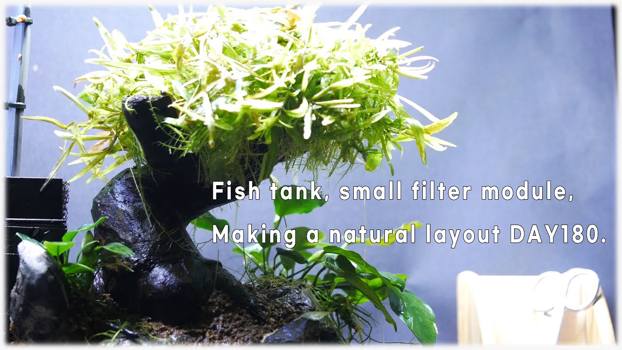 Using a small interior filter module, a natural fish tank layout was ...