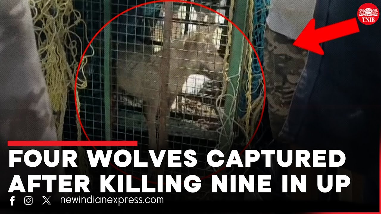 Fourth wolf captured after pack killed nine people in 45 days in UP's ...