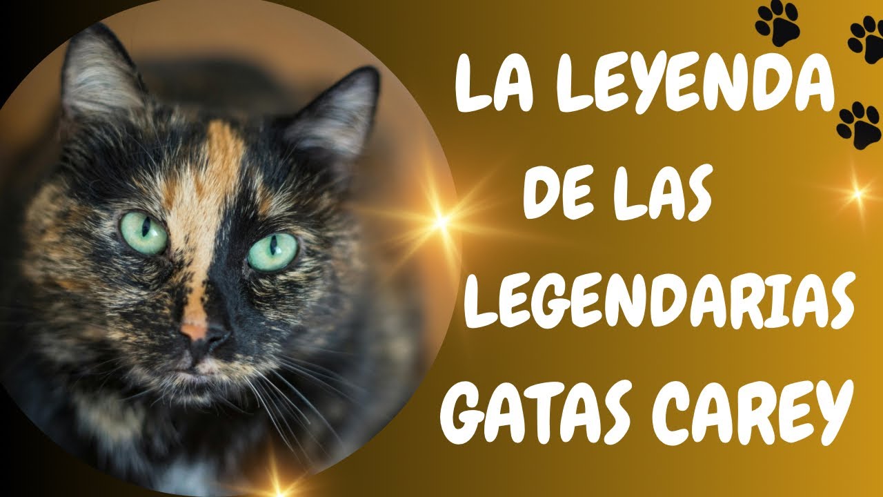☀️ LAS GATAS CAREY ☀️ EL ORIGEN - increíble leyenda sobre estos mágicos ...