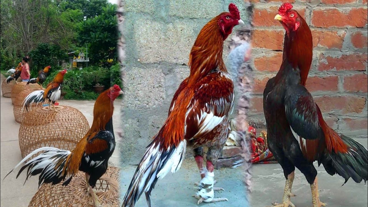 Pakistani Aseel Murga - 01 - YouTube