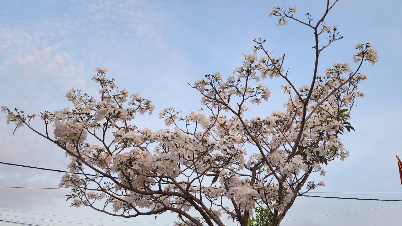 Membuat Pohon Tabebuya Rajin Berbunga Lebat - YouTube