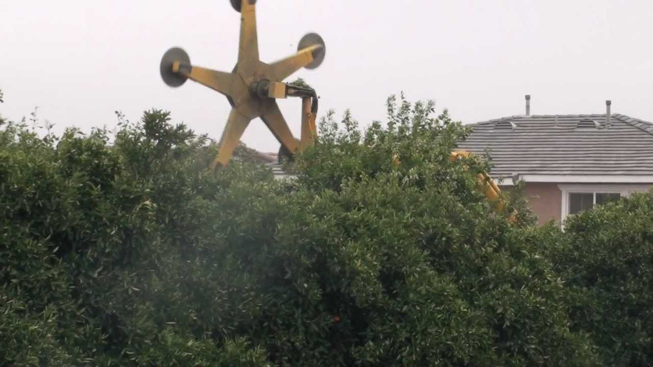 Orange Tree trimmer - YouTube