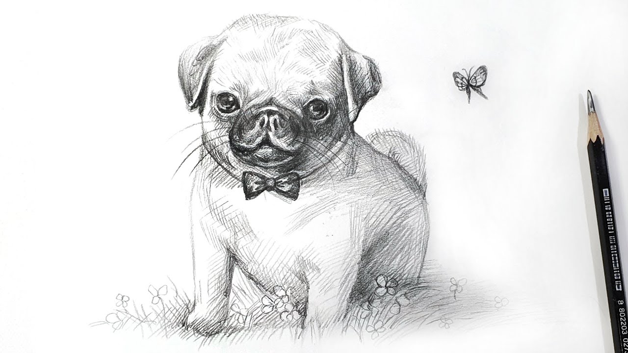 How to draw a Pug - pencil drawing sounds ASMR - YouTube