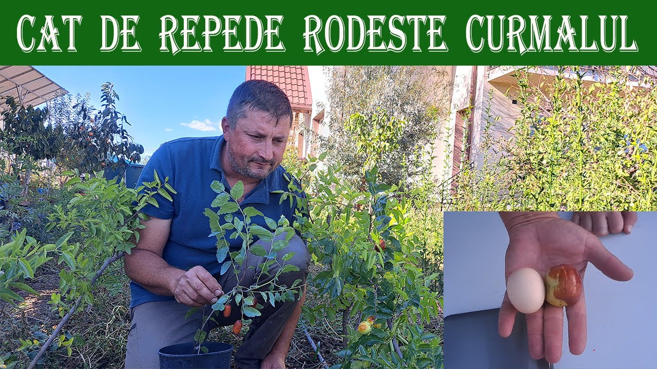 Cand incepe sa fructifice Curmalul Chinezesc - Ziziphus Jujuba - YouTube