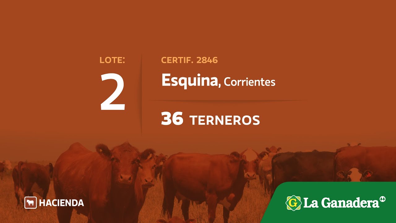 Lote 2 - Certificado 2846 - YouTube