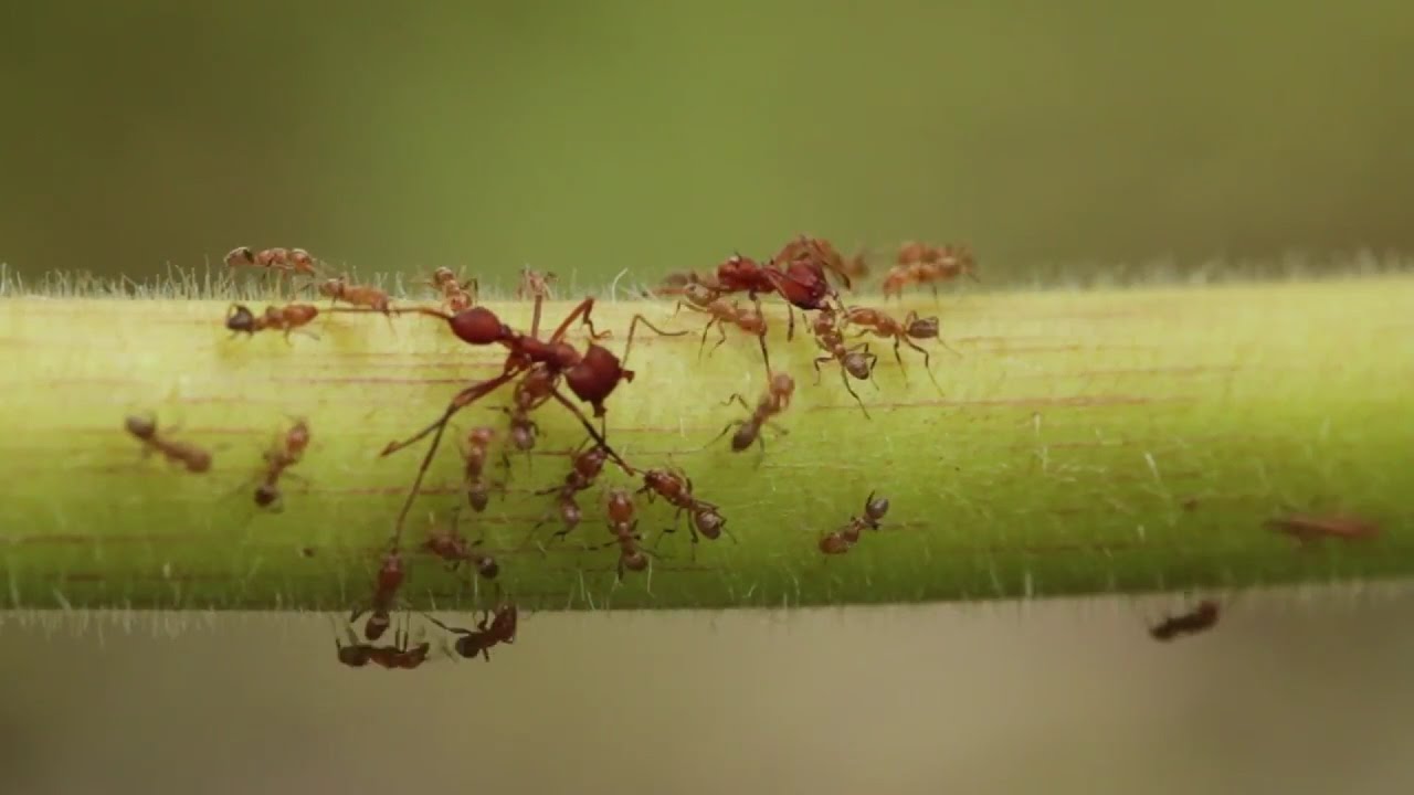 Ant-Plant Mutualism - YouTube