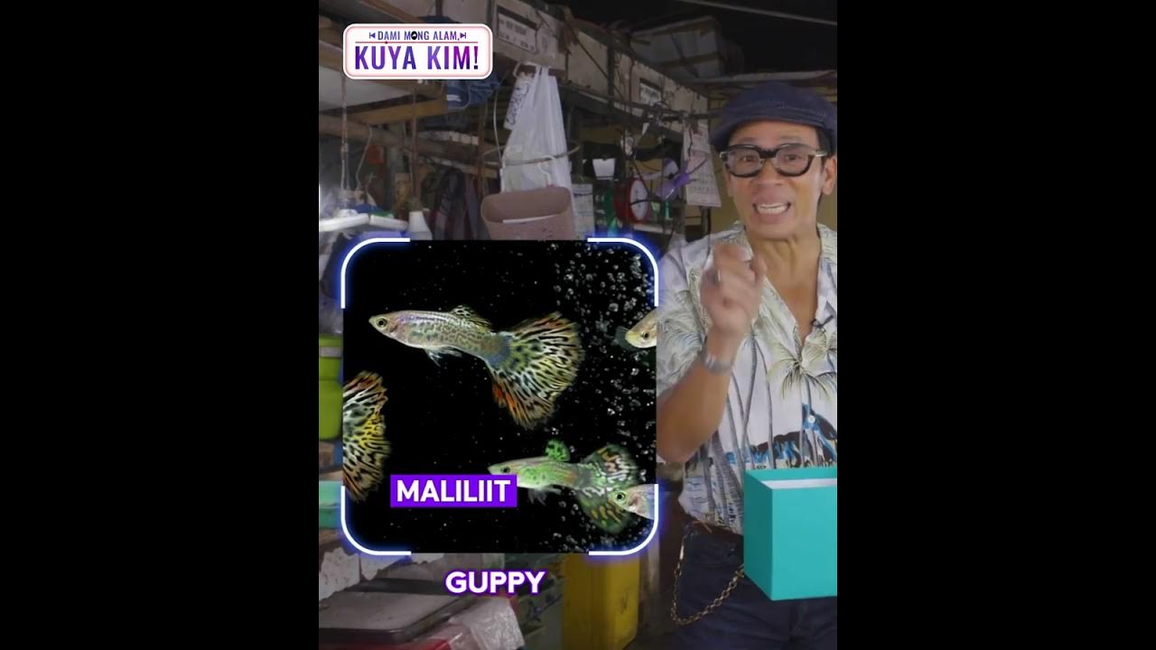 Paano nga ba nagsimula ang canned sardines? | Dami Mong Alam, Kuya Kim! - YouTube