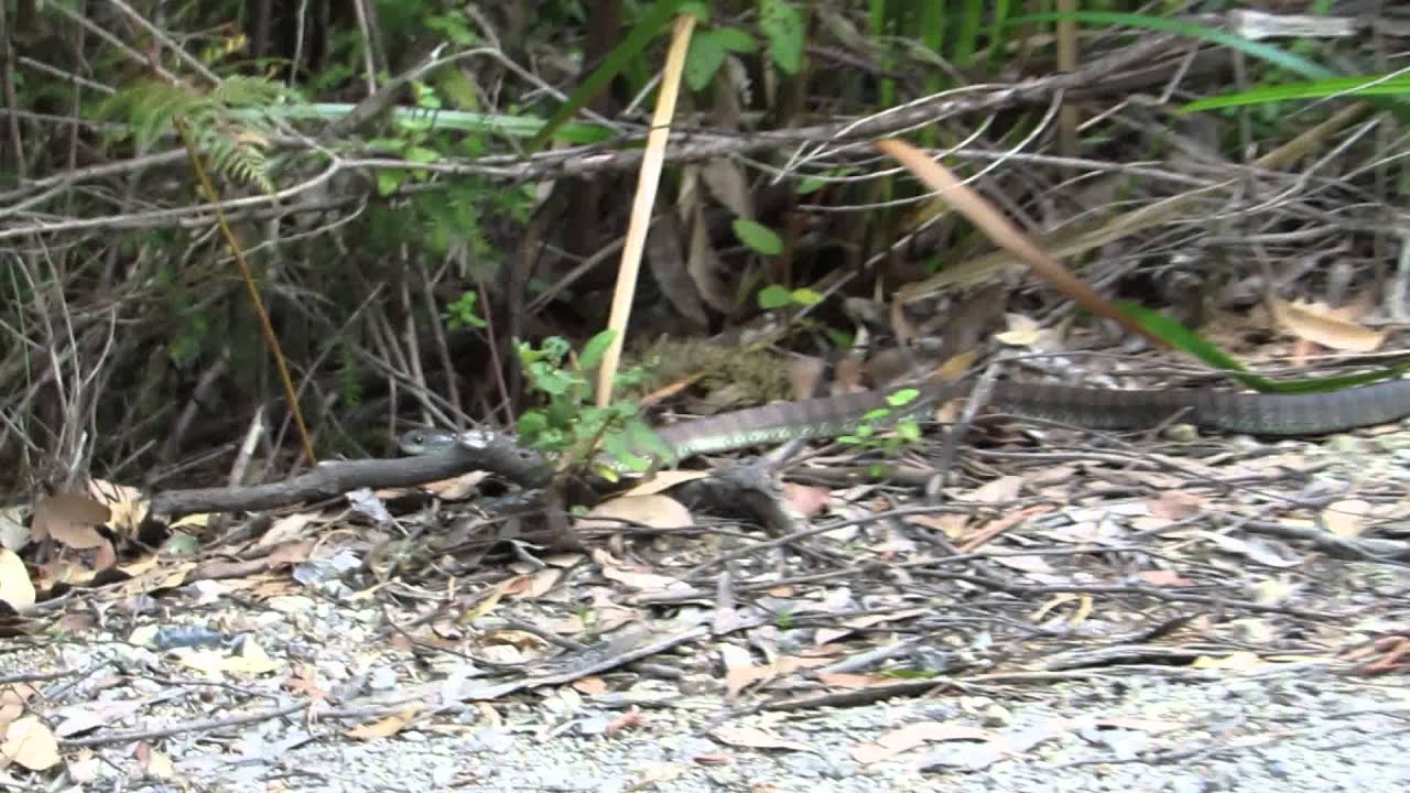 Tiger snake at Wilsons Prom - YouTube