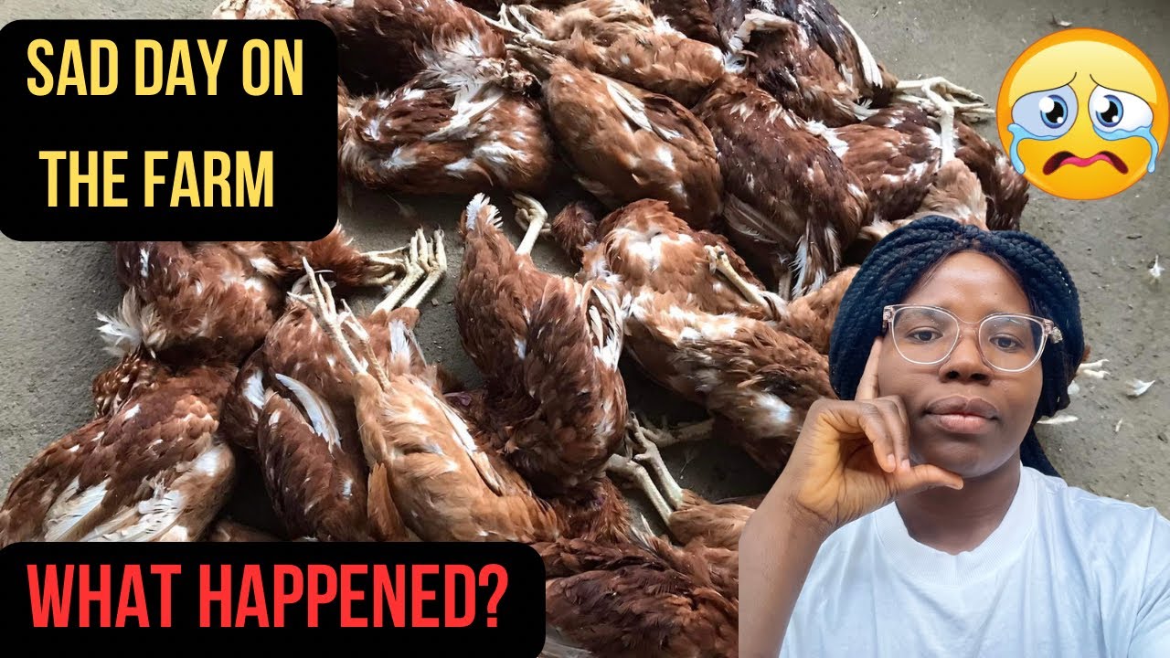 Our chickens are dying || Very sad day at the farm - YouTube