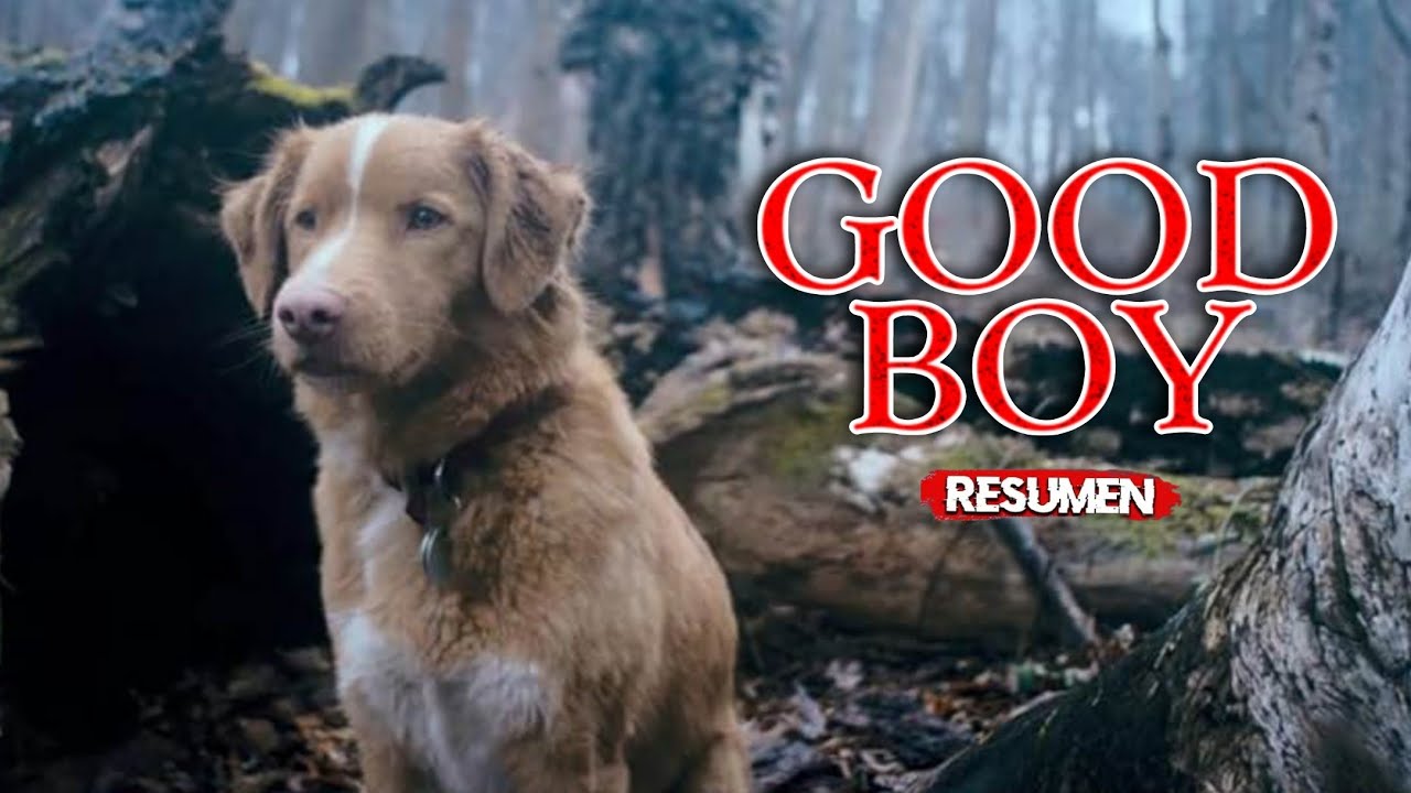 GOOD BOY el perro que ve fantasmas 💀 | RESUMEN - YouTube