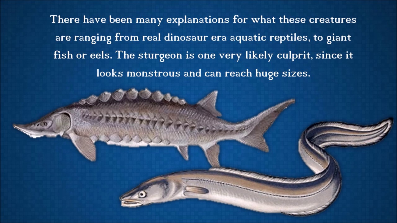 5 Mythological Creatures of Washington State video - YouTube