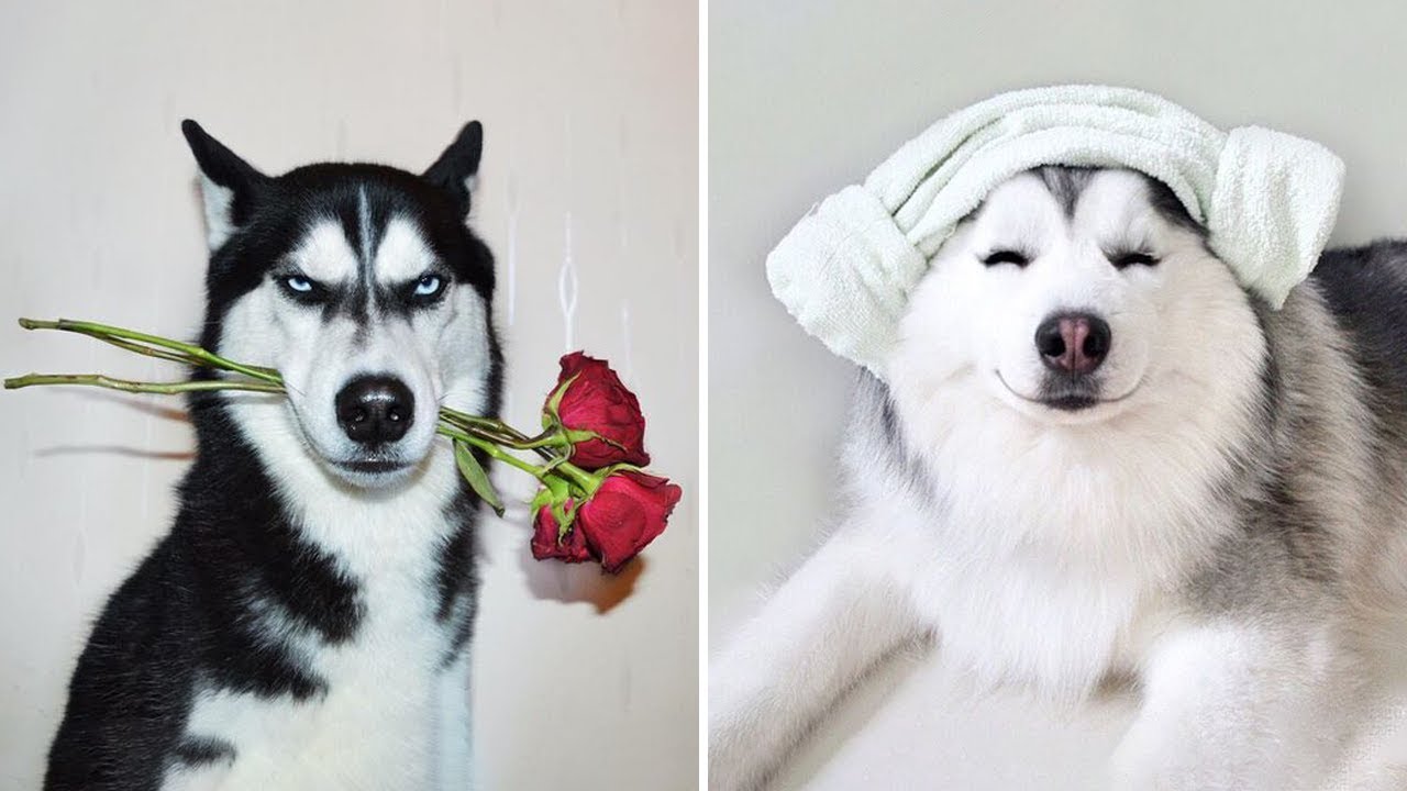 Funny and Cute ( Husky ) Puppies Compilation #5 - Cutest ( Husky ...